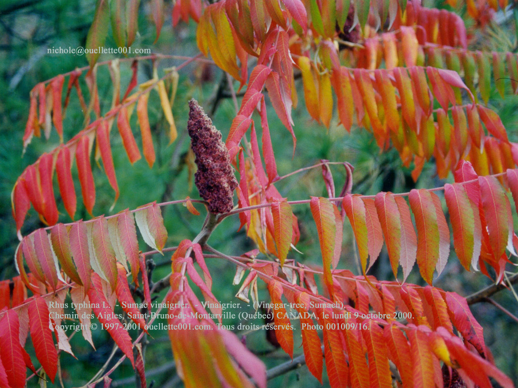 Rhus typhina, Sumac vinaigrier, Vinaigrier, Vinegar-tree, Sumach.