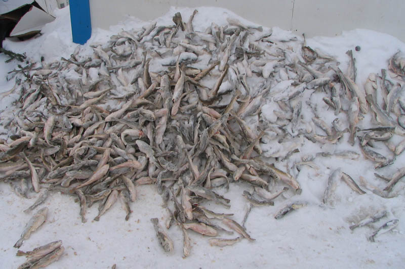 Pêche aux petits poissons des chenaux sur la glace de la rivière Sainte ...